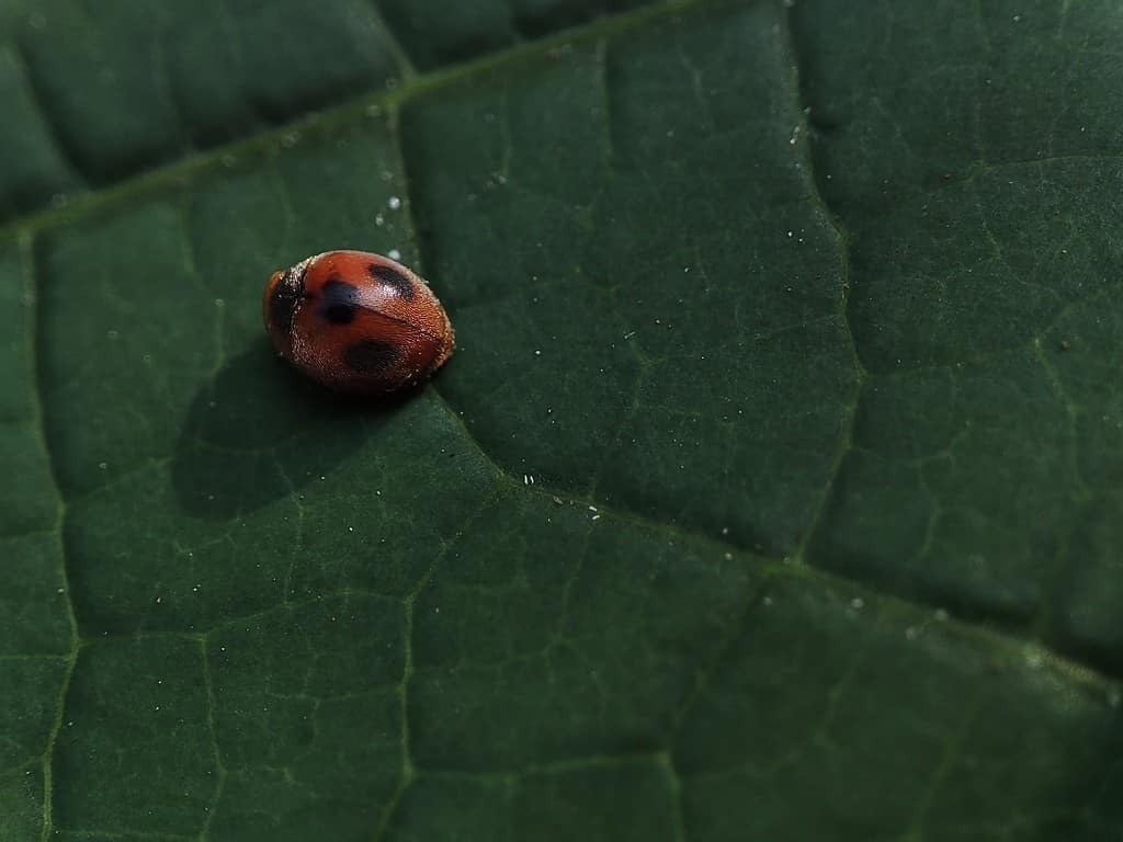 Khám phá côn trùng chính thức của bang New York: keo7mdotco