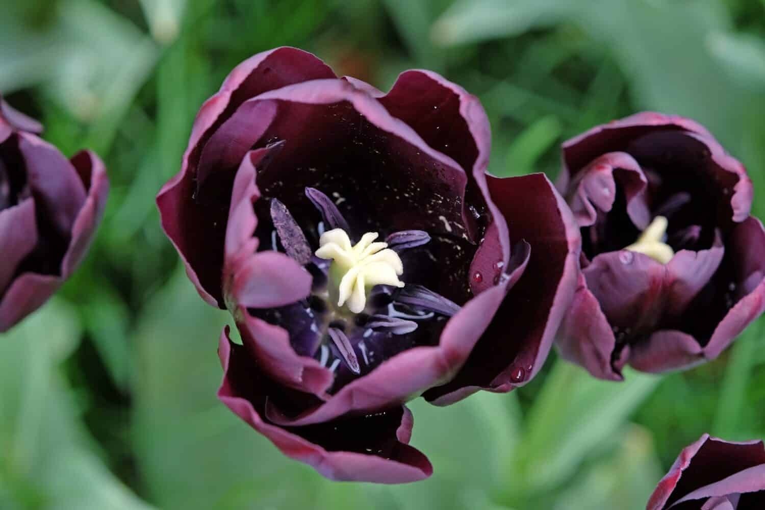 10 Loại Hoa Tulip Đen Tuyệt Đẹp: keo7mdotco
